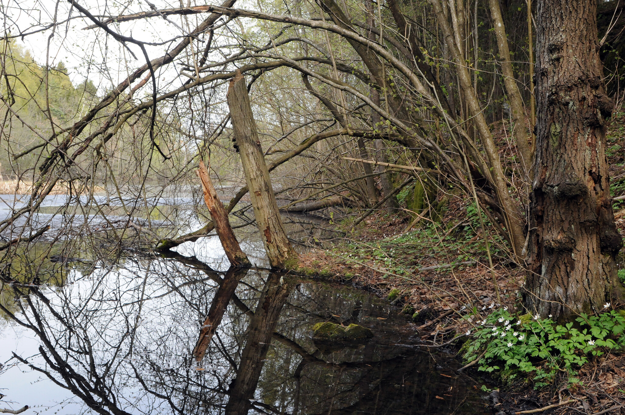 Kantsoner - vegetasjonssone • Skogkurs